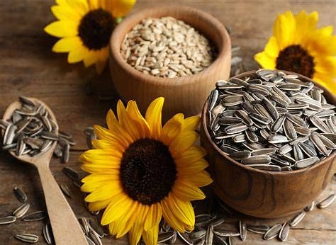 Sunflower Seeds – Gypsy Ro
